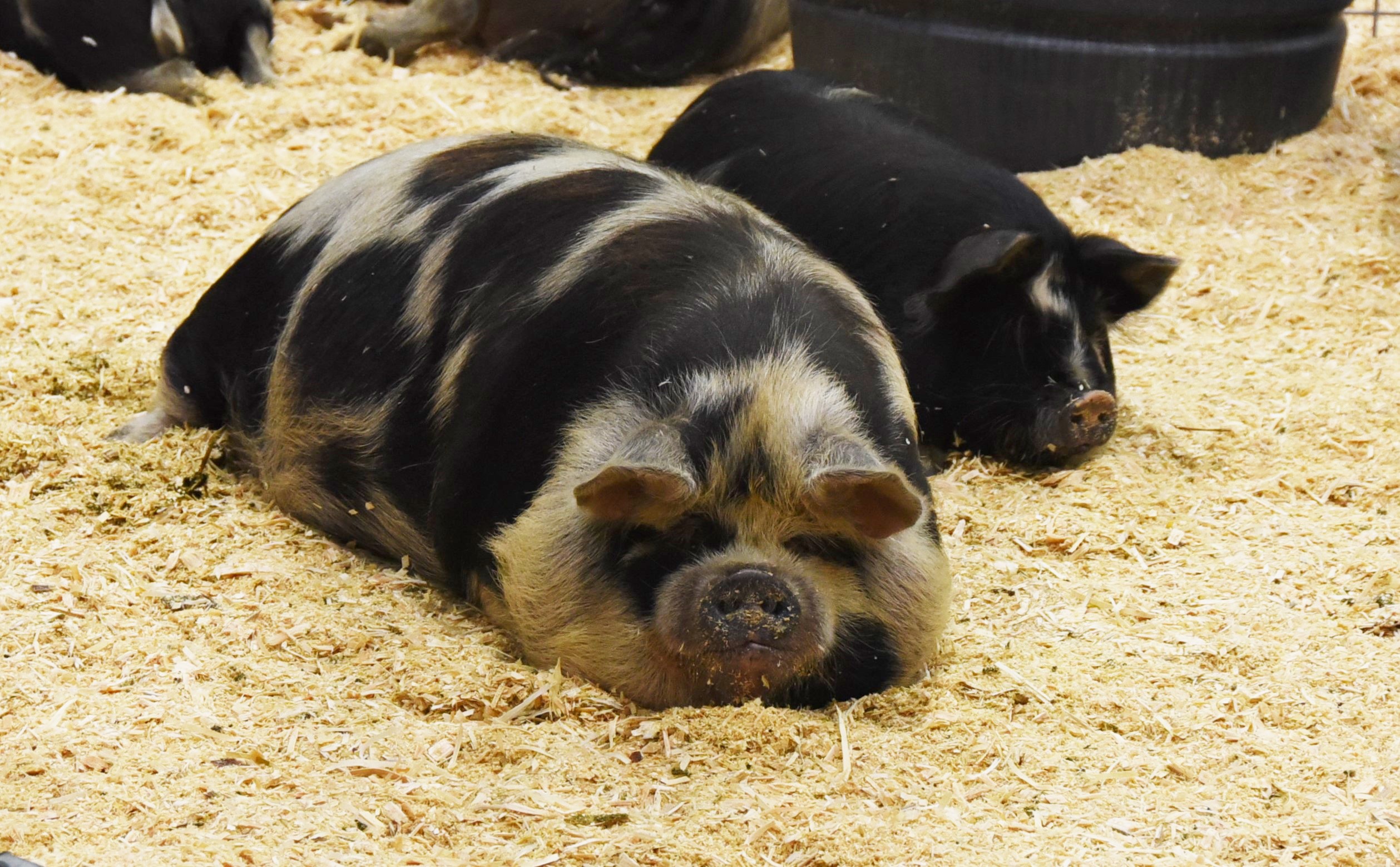Opening of the Royal Easter Show, Auckland | The Governor-General of ...